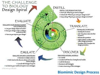 Gbf08 holmes biomimicry | PPT