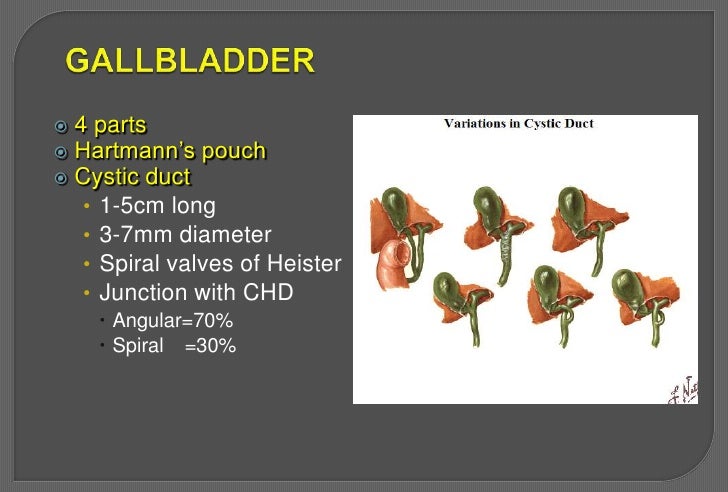 Gallbladder Infundibulum
