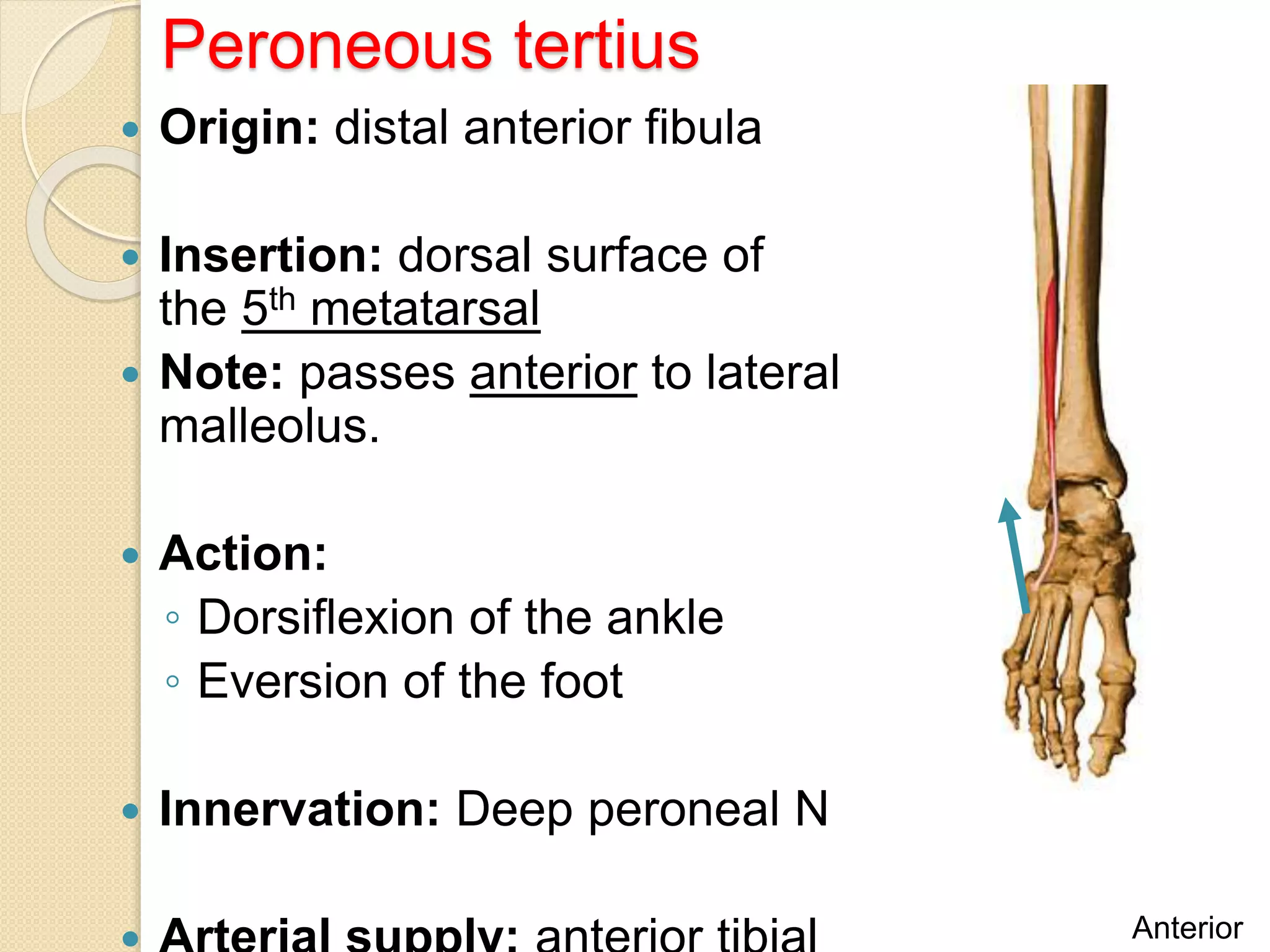 Muscles_of_the_Leg_and_foot.pptx