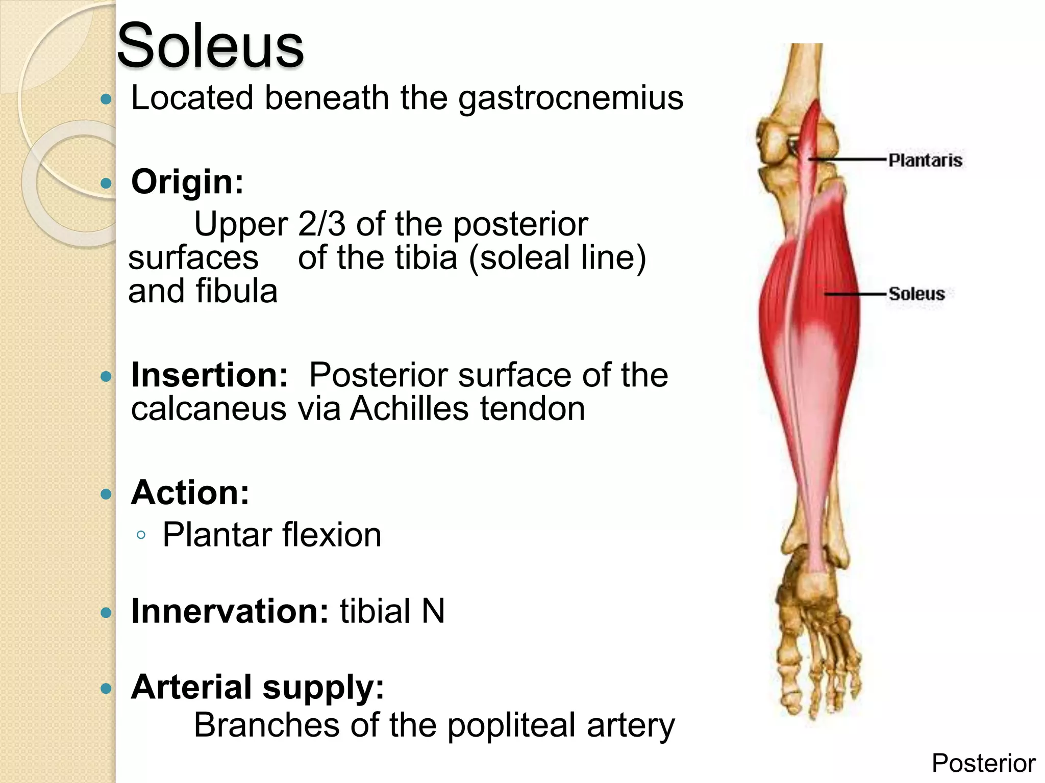 Muscles_of_the_Leg_and_foot.pptx