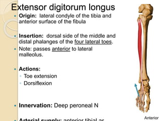 Muscles_of_the_Leg_and_foot.pptx