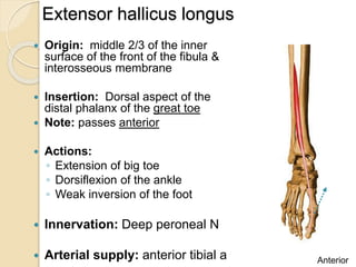 Muscles_of_the_Leg_and_foot.pptx
