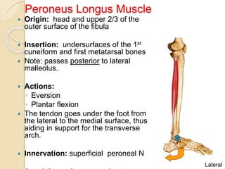 Muscles_of_the_Leg_and_foot.pptx
