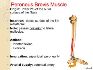 Muscles_of_the_Leg_and_foot.pptx