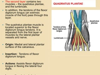 Muscles_of_the_Leg_and_foot.pptx