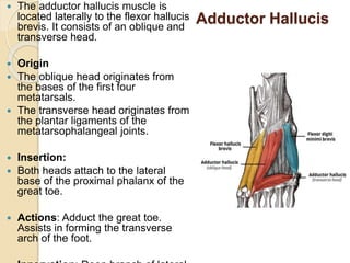Muscles_of_the_Leg_and_foot.pptx