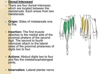 Muscles_of_the_Leg_and_foot.pptx