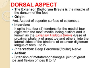 Muscles_of_the_Leg_and_foot.pptx