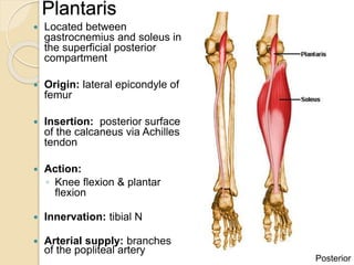 Muscles_of_the_Leg_and_foot.pptx