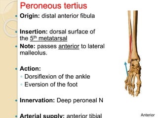 Peroneus Tertius Origin And Insertion