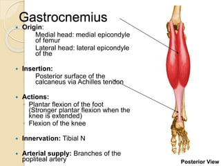 Gastrocnemius Origin And Insertion