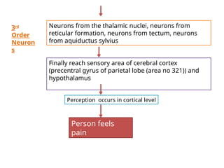 GB_Pain pathway & Modern theories of Acupuncture | PPTX