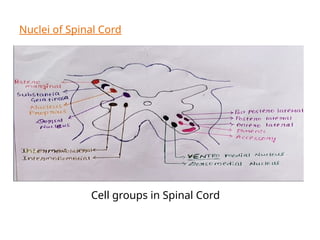 GB_Pain pathway & Modern theories of Acupuncture | PPTX