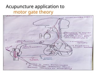 GB_Pain pathway & Modern theories of Acupuncture | PPTX