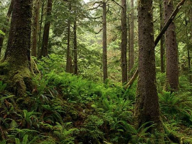 Great Bear Rainforest | PPT