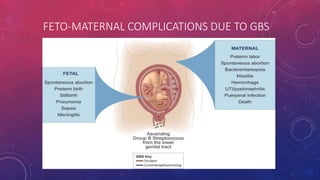 GBS in pregnancy - explaining the GBS.pptx