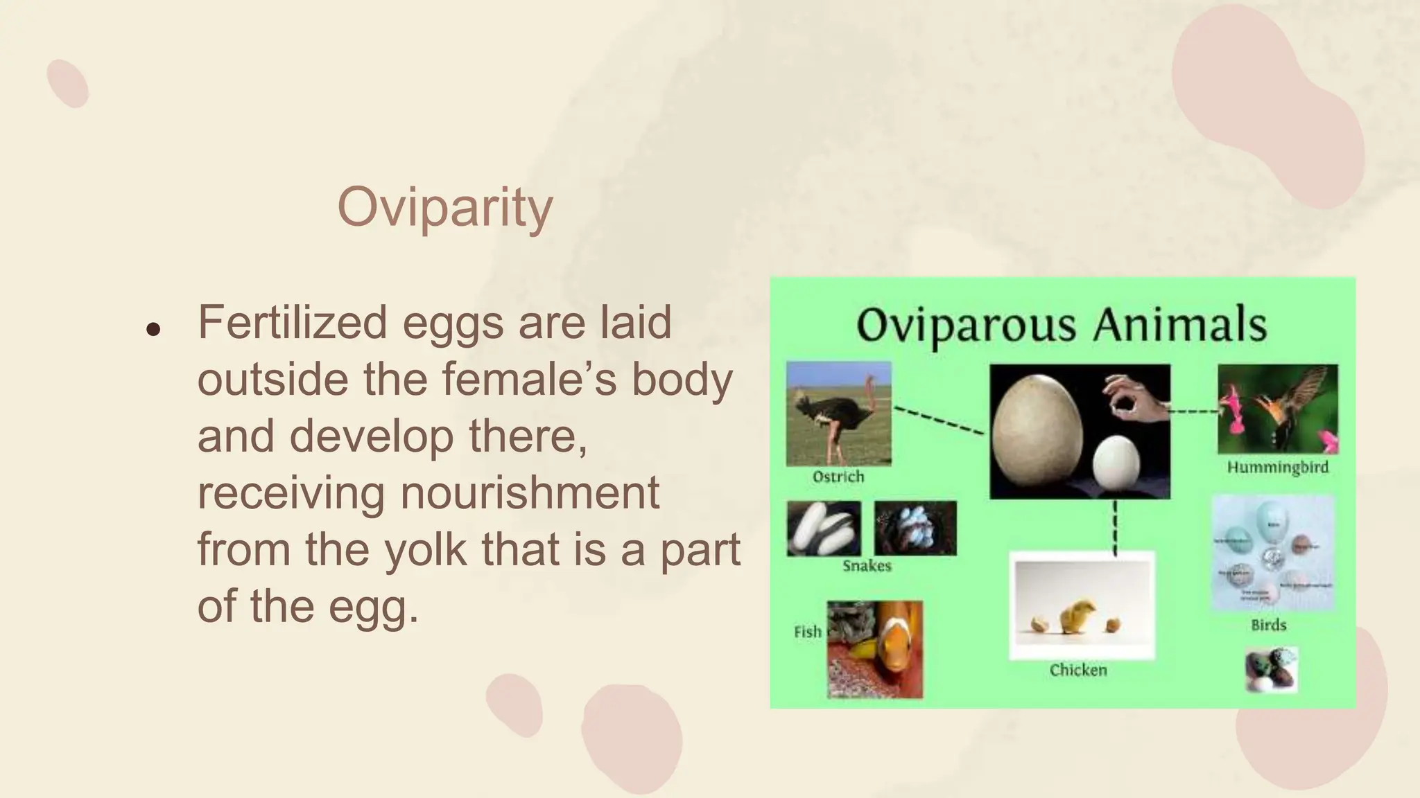 GB W10Lesson10 Intro to Reproduction.pptx