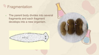 GB W10Lesson10 Intro to Reproduction.pptx