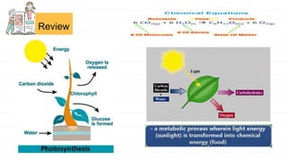 GB W1L1&2 photosynthesis & Cellular respiration.pptx | Chemistry | Science