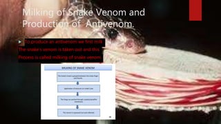 SNAKE VENOM PPT | PPTX