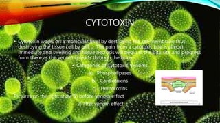 SNAKE VENOM PPT | PPTX