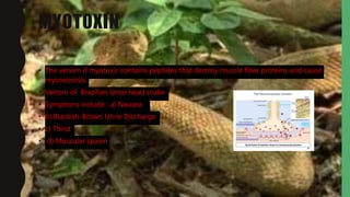 SNAKE VENOM PPT | PPTX