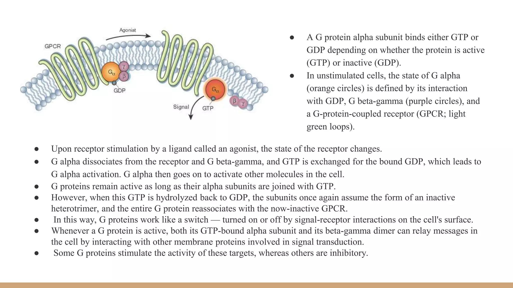 G-protein coupled receptors (GPCRs) | PPTX