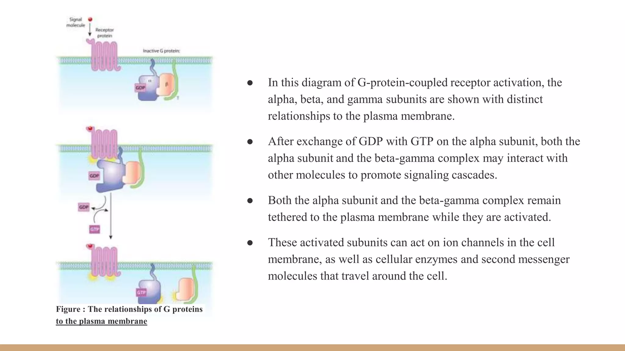 G-protein coupled receptors (GPCRs) | PPTX