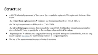 G-protein coupled receptors (GPCRs) | PPTX