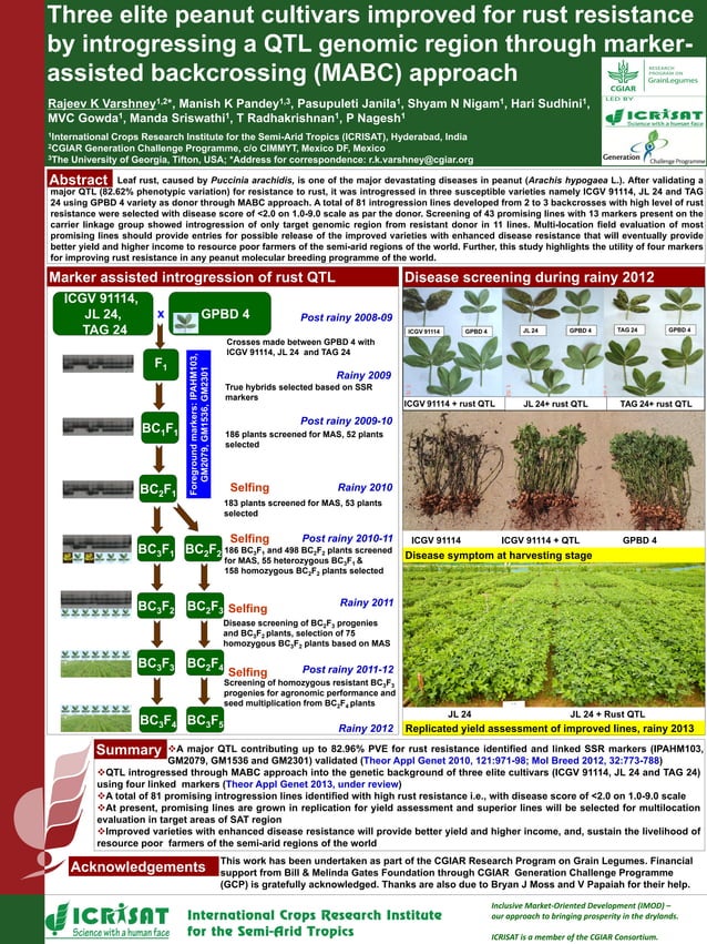 Three elite peanut cultivars improved for rust resistance by ...