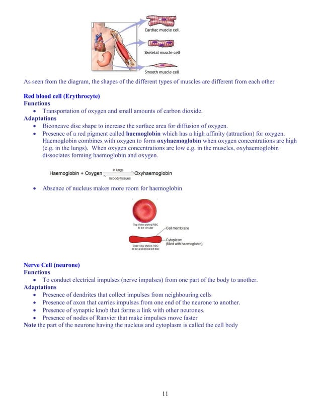 ZASE BIOLOGY TEXTBOOK GRADE 10-12 | PDF
