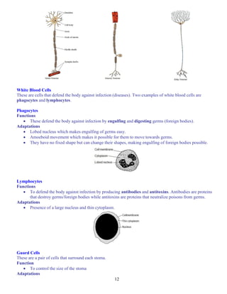 ZASE BIOLOGY TEXTBOOK GRADE 10-12 | PDF