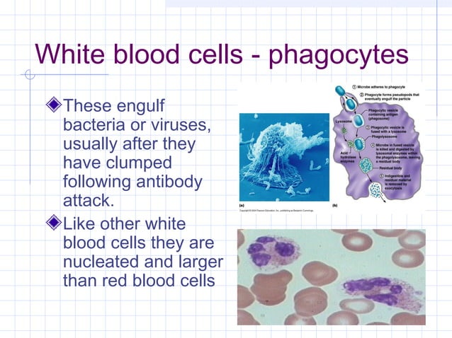 Gcse blood composition | PPT
