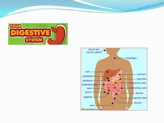 Gcse digestion system Q&A with exam guids | PPTX