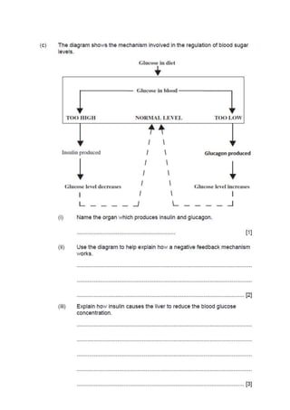 Gcse exam about endocrine system | PDF