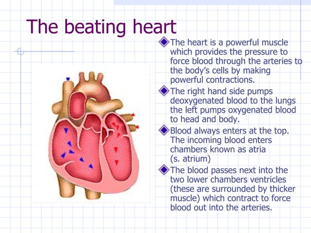Gcse heart | PPT