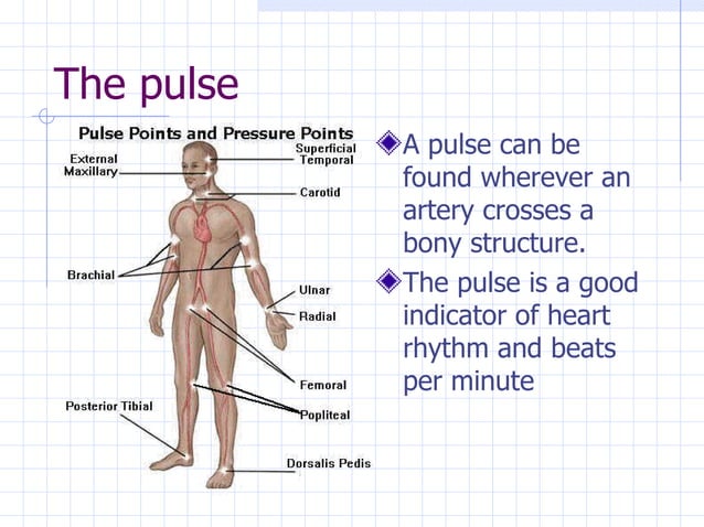 Gcse heart | PPT