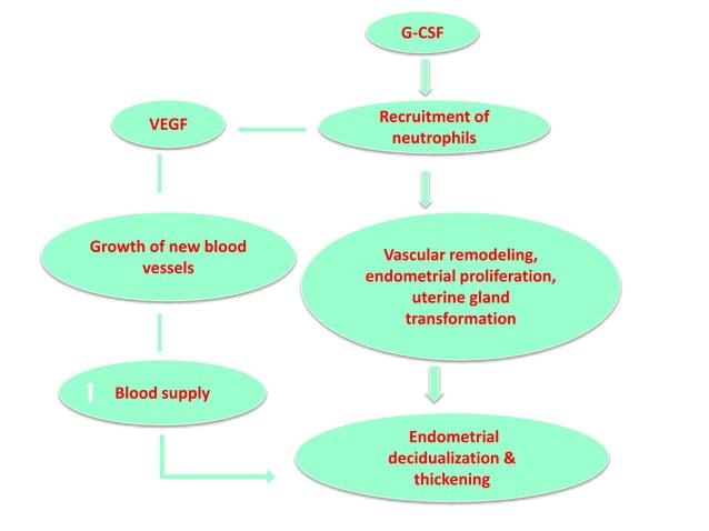 Thin Endometrium Granulocyte Colony Stimulating Factor (GCSF)- What ...