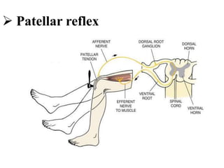 GLASSGOW COMA SCALE & REFLEXES | PPTX