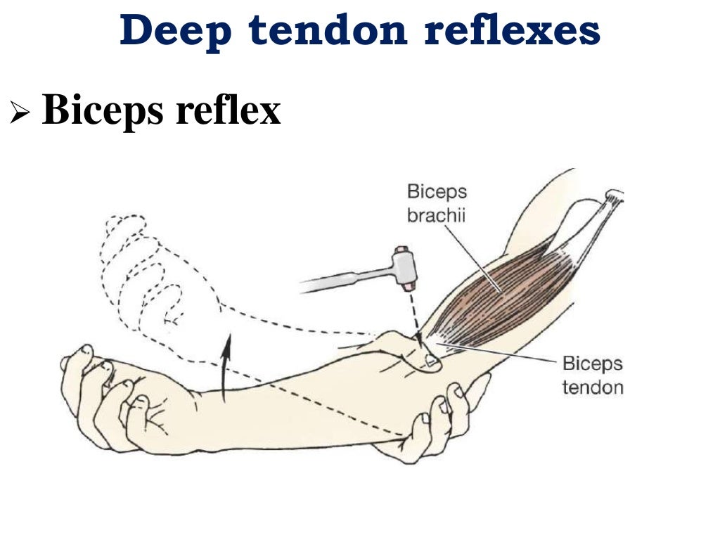 GLASSGOW COMA SCALE & REFLEXES