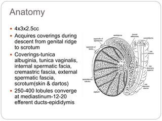 GCT in Males by Dr. Musaib Mushtaq.ppt