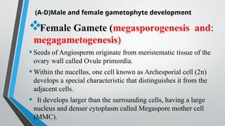 Growth and development of angiosperms: understanding the factors influencing development of ...