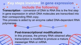 Regulation Of Gene Expression | PPTX