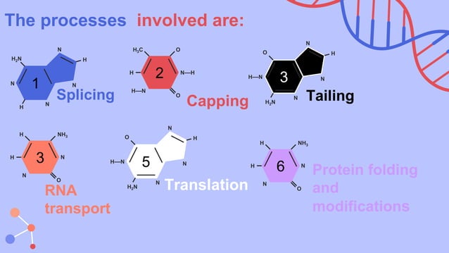 Regulation Of Gene Expression | PPTX | Programming Languages | Computing