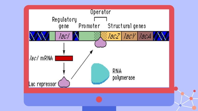 Regulation Of Gene Expression | PPTX | Programming Languages | Computing