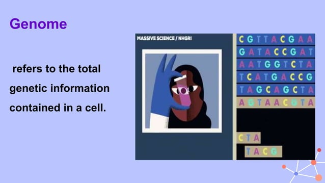 Regulation Of Gene Expression | PPTX | Programming Languages | Computing