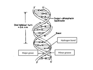 GD DNA STRUCTURE.pptx DNA chemistry structure | PPT