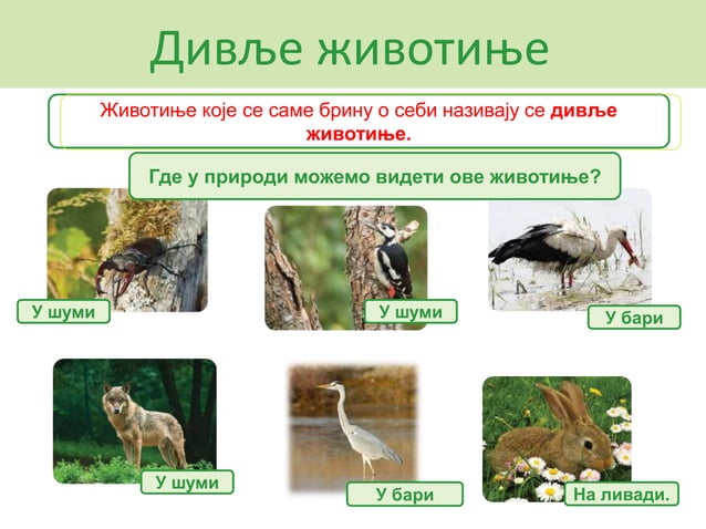 Gde zive zivotinje | PPT