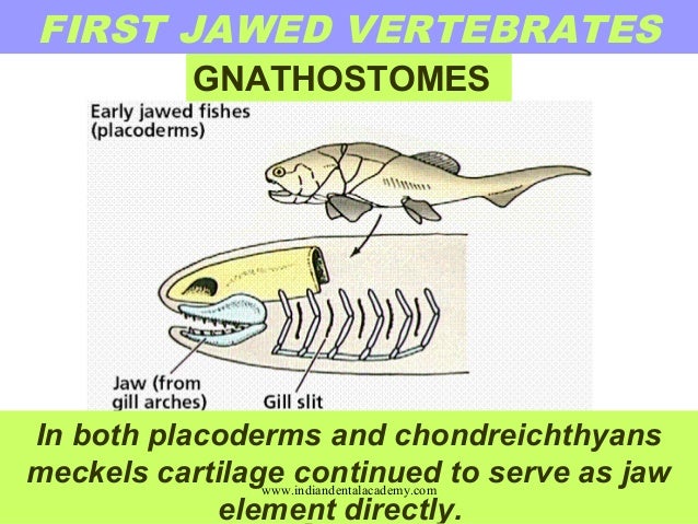 G & d of mandible