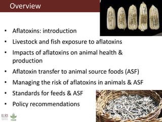 Aflatoxins, animal health and safety of animal source foods | PPTX | Agriculture | Industries
